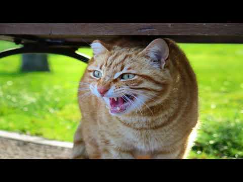 1 Hour of Angry Cat Sound - Scary - WTF Content | Free Funny and ...