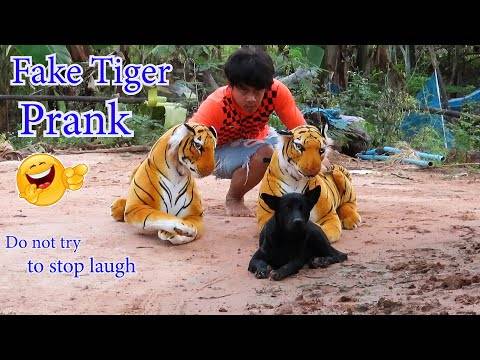 Fake Tiger Prank Funniest today - WTF Content | Free Funny and Bizarre ...